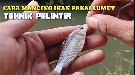 Cara Mancing Ikan Putihan Di Sungai Pakai Umpan Lumut Tehnik Pelintir