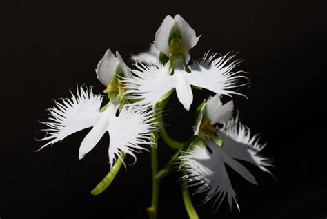 White Egret Orchid Flower Habenaria Radiata Viable Seeds Plant Garden