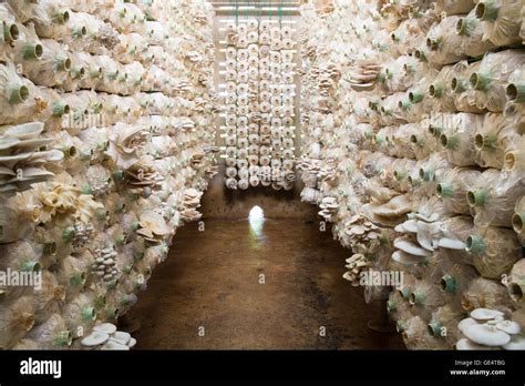 Mushroom Farming Hi Res Stock Photography And Images Alamy