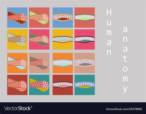 Types Of Muscle Tissue Human Body Diagram Vector Image