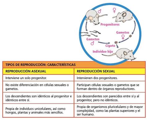 Reproducción sexual y asexual de los seres vivos Escolar ABC Color