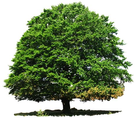 Large Greenery Tree Png Image Purepng Free Transparent Cc Png