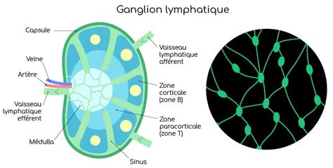 Ganglions lymphatiques caractéristiques et fonctions Nutrixeal Info
