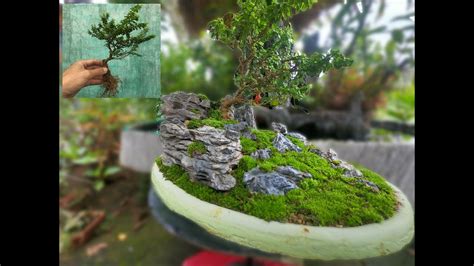 Bonsai For Beginners Making A Bonsai Tree With Natural Rocks And