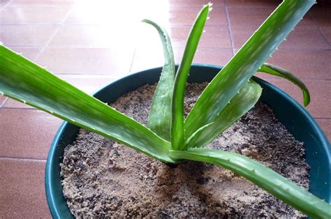 C Mo Plantar O Como Cultivar Y Reproducir Aloe Vera S Bila S Vila