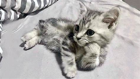Funny Cat Memes Compilation Of V Youtube