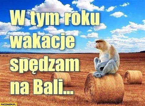 Wakacje Memy Janusze Pla Ingu I Parawaning Kurier Poranny
