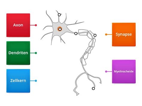 Aufbau Eines Neurons Diagrama Con Etiquetas
