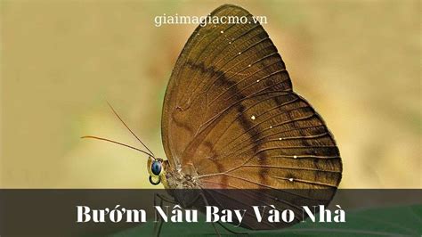 Xem ngay Bướm Bay Vào Nhà Đánh Con Gì Số Mấy Trúng 99 Cẩm nang