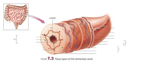 Layers Of Alimentary Canal Diagram Quizlet