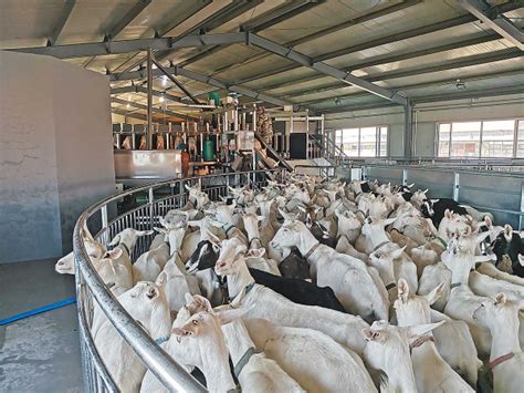 Goat Farming On The Rise