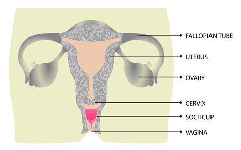Diagram Of Female Reproductive System Internal And External