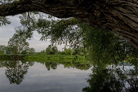 Banco de imagens panorama árvore agua natureza floresta pântano