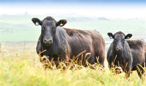 Cattle Breeds Flashcards Quizlet