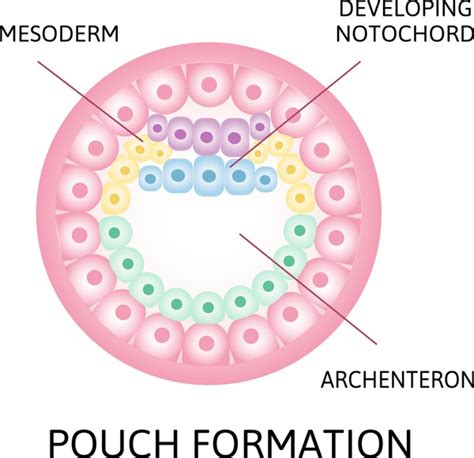 Diagram Formation Process Baby Royalty Free Images Stock Photos