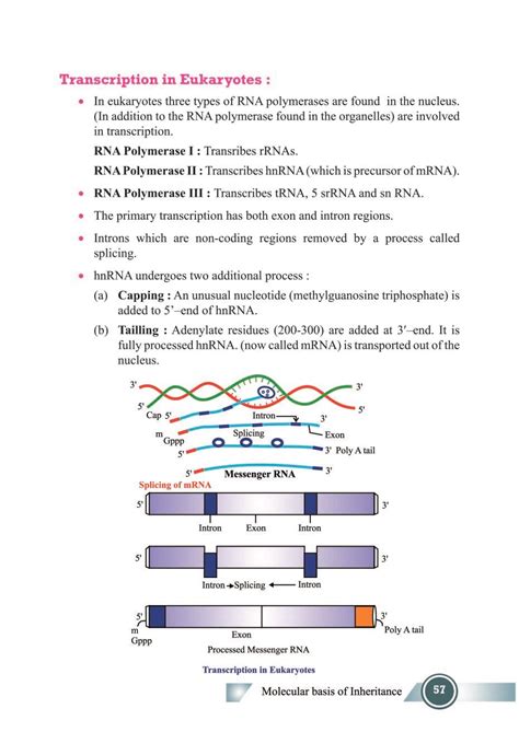 Molecular Basis Of Inheritance Class Notes Pdf