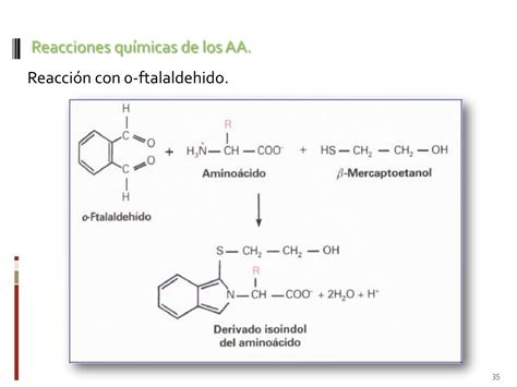 Ppt Bioqu Mica Estructural Los Amino Cidos Sillares De Construcci N