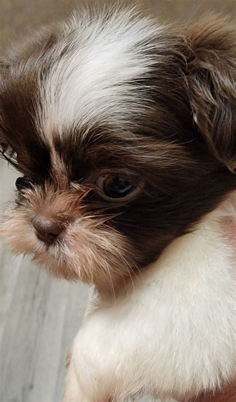 Shih Tzu Puppies For Sale Salisbury NC 434219