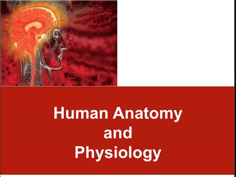 Chapter The Human Body An Orientation