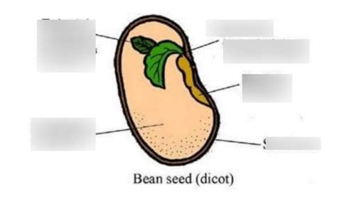 Dicot Seed Diagram Quizlet