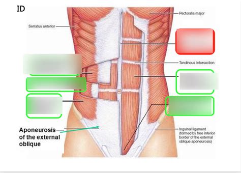 Abd Lecture Anterior Abdominal Wall Muscles Diagram Quizlet