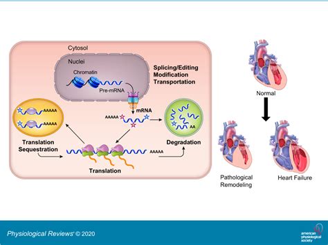 Label Each Structure In The Diagram Of Mrna Processing
