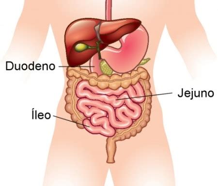 Intestino Delgado Anatomia Humana InfoEscola