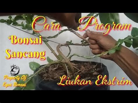 Cara Program Bonsai Sancang Liukan Ekstrim Cara Membuat Bonsai