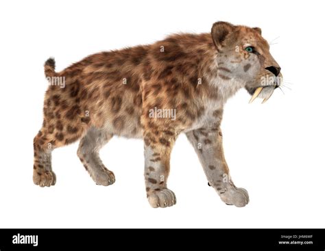 Tigre À Dents De Sabre Banque d images détourées Alamy