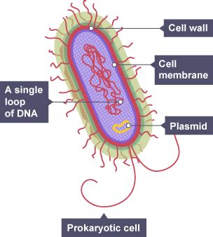 Eukaryotes And Prokaryotes Cell Structures Ocr Gateway Gcse