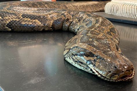 Largest Anaconda Snake Ever Found