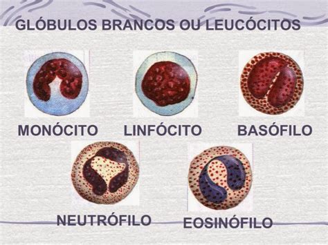 5 Tipos De Leucocitos