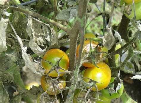 Enfermedades Del Tomate