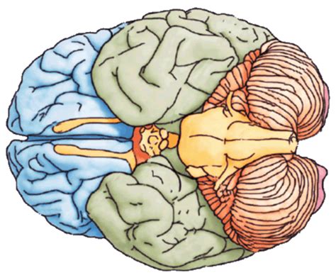 Ventral View Of Brain Diagram Quizlet