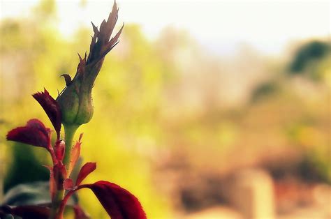 Mawar Rose Bush Foto Gratis Di Pixabay Pixabay