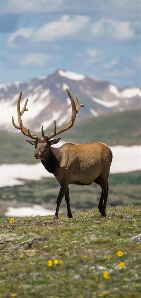 Random But Interesting Facts About Elk 1 5 One Of The Most