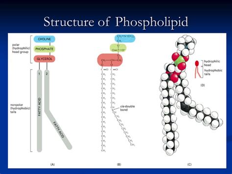 Diagram Of Phospholipid