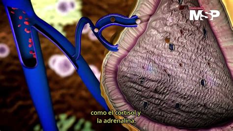 Cómo actúa la ansiedad en el cuerpo Vídeo Dailymotion