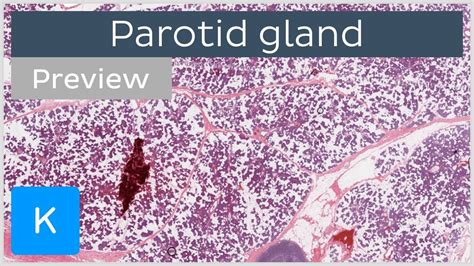 Parotid Gland Preview Human Histology Kenhub YouTube