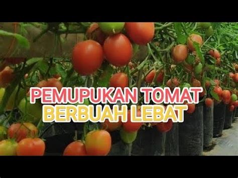 TRIK PEMUPUKAN TOMAT AGAR BERBUAH LEBAT 100 BERHASIL YouTube