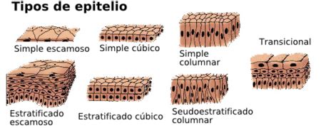 Tejido epitelial Funciones y clasificación Biologia general