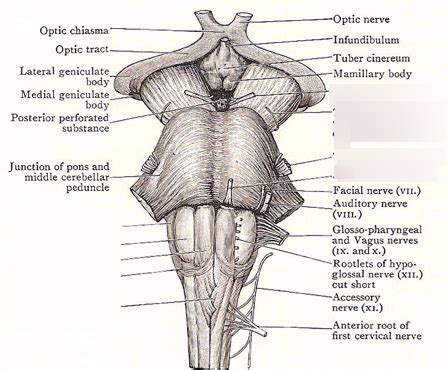 Ventral Brainstem Diagram Quizlet