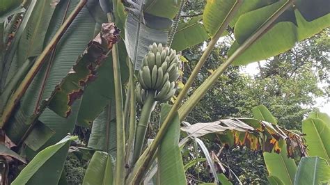 Banana Semente Youtube