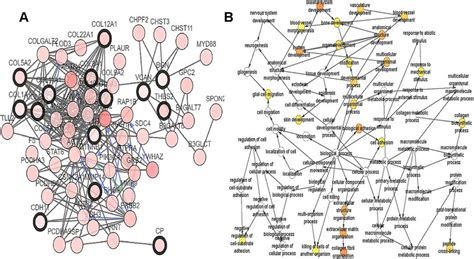 Interaction Network And Biological Process Analysis Of The Hub Genes