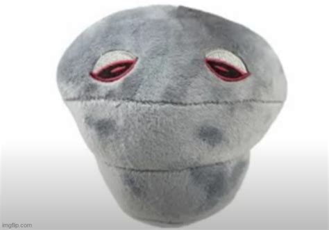 Funny Mushroom Imgflip