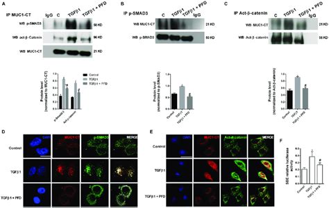 Pirfenidone Pfd Inhibits Muc Ct Co Localization With Phospho
