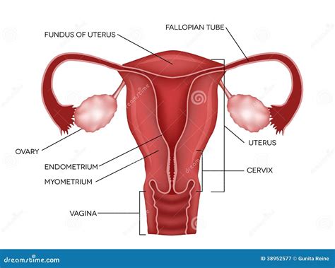 Female Reproductive System Stock Vector Image 38952577