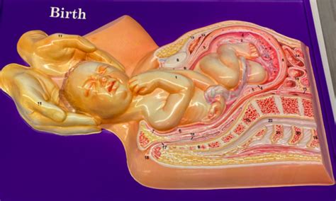 Birth Model Flashcards Quizlet