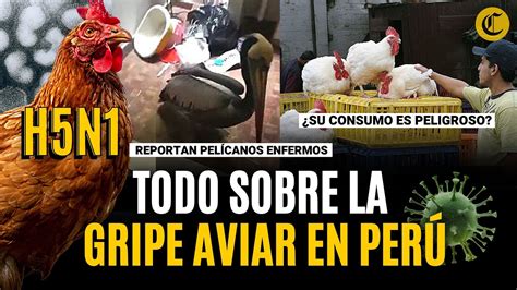 GRIPE AVIAR EN PERÚ Qué tan peligrosa es Síntomas Reportan