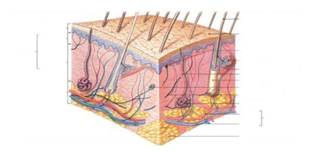 Diagram Of The Dermis Subcutaneous Tissue Diagram Quizlet